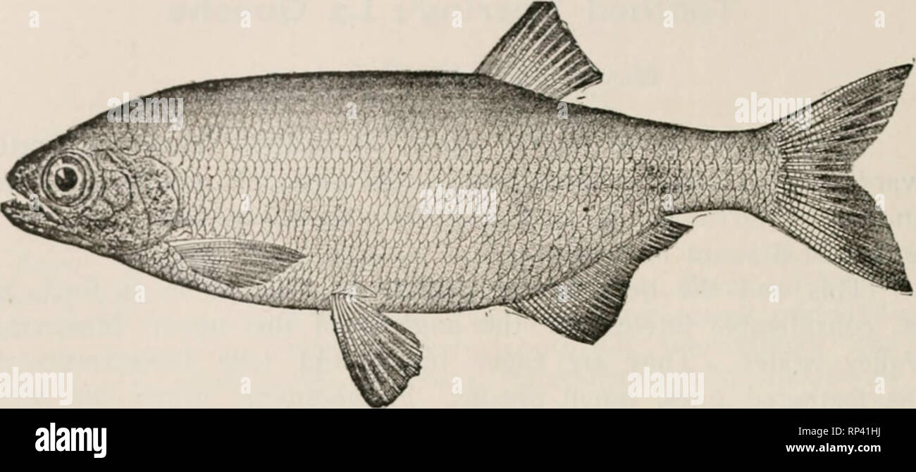 Mooneye fish hi-res stock photography and images - Alamy