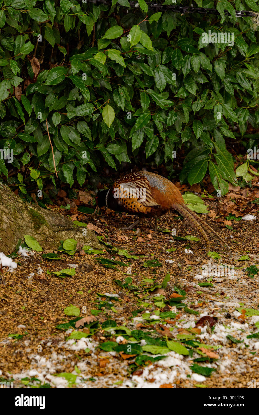 Wild Pheasants walking around The Secret Garden in the snow - Blenheim ...