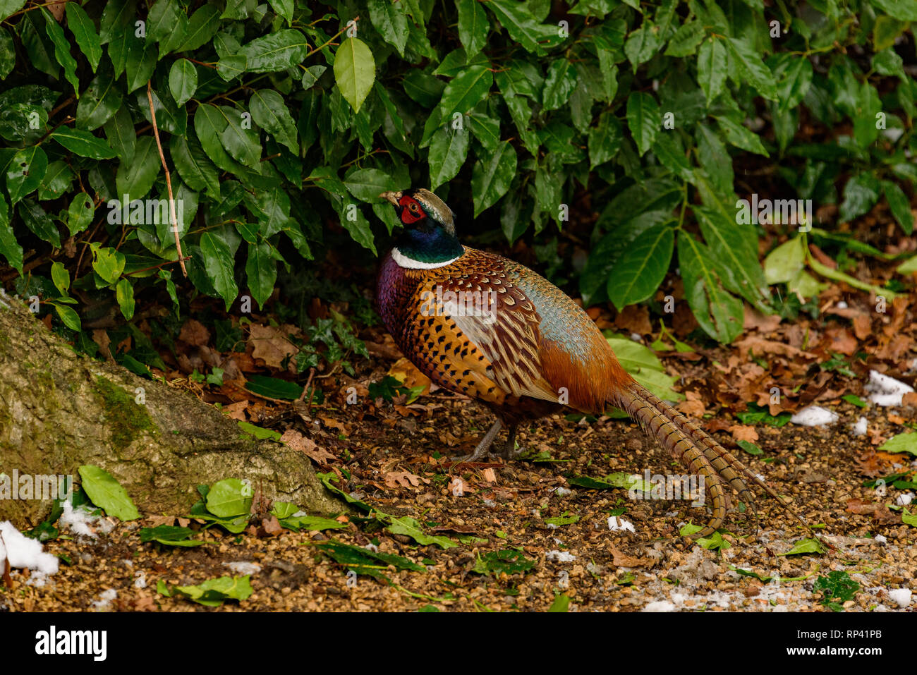 Wild Pheasants walking around The Secret Garden in the snow - Blenheim ...