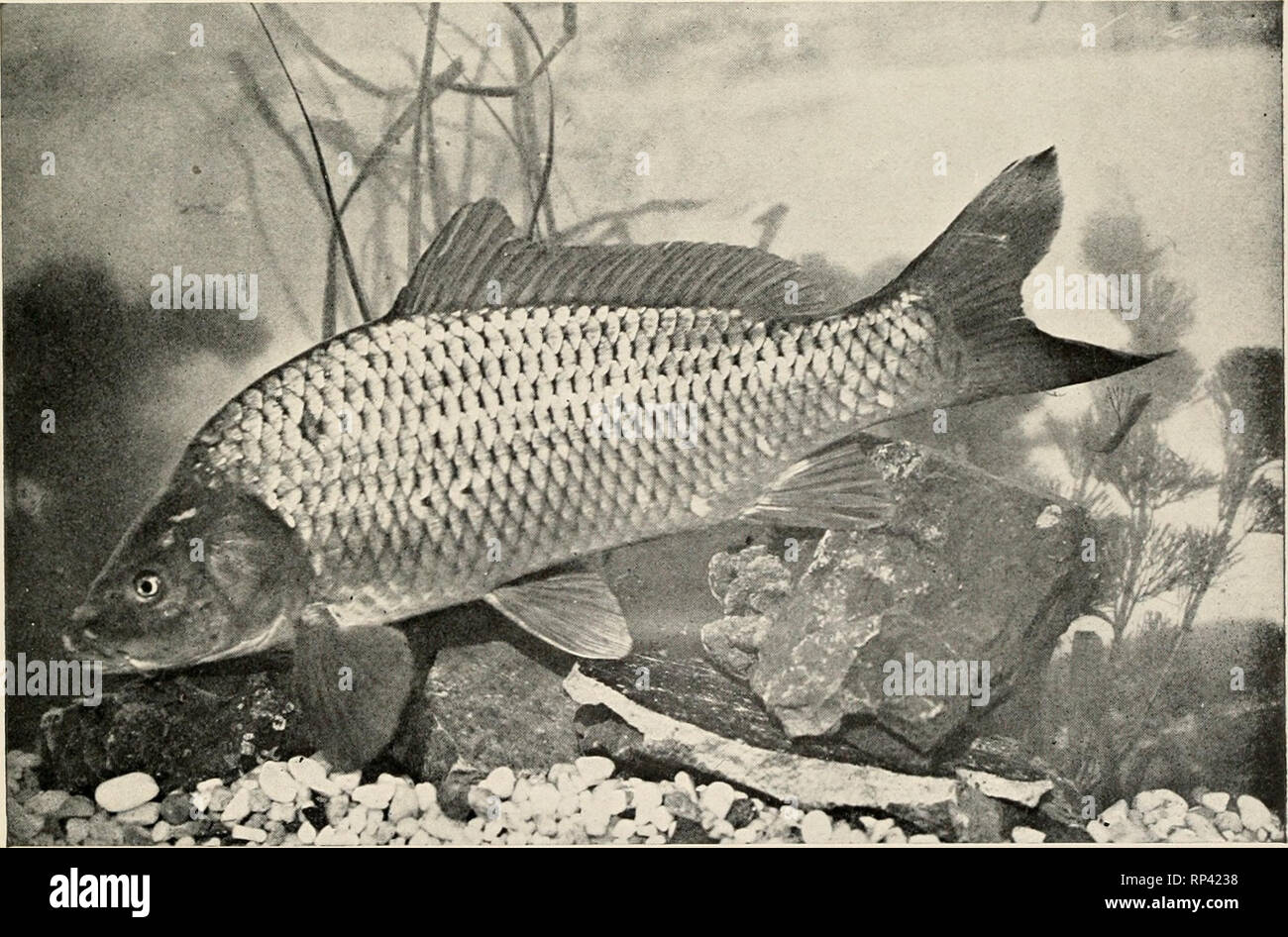 Tench illustrations hi-res stock photography and images - Alamy
