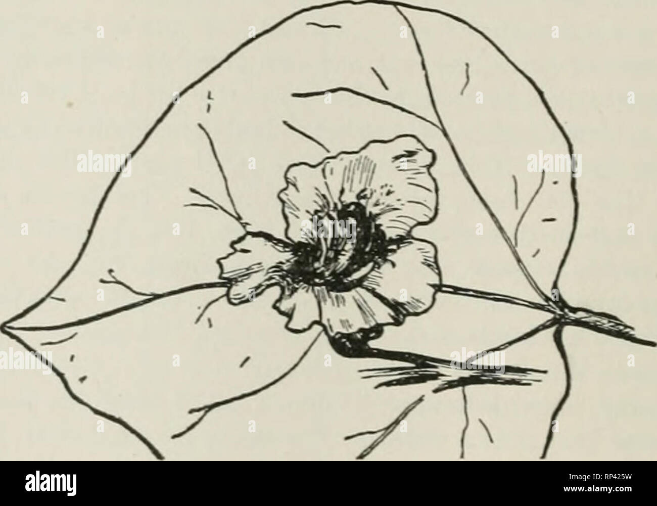 Gibson desert tree hi-res stock photography and images - Alamy