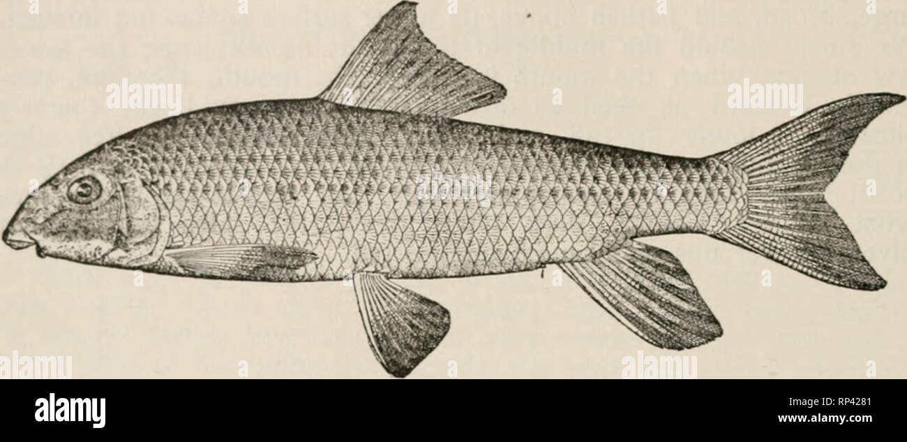 Split upper lip hi-res stock photography and images - Alamy