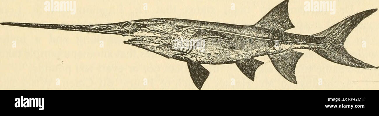 Paddlefishes hi-res stock photography and images - Alamy