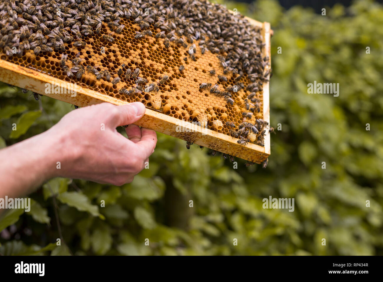 Beehive home for bees hi-res stock photography and images - Alamy