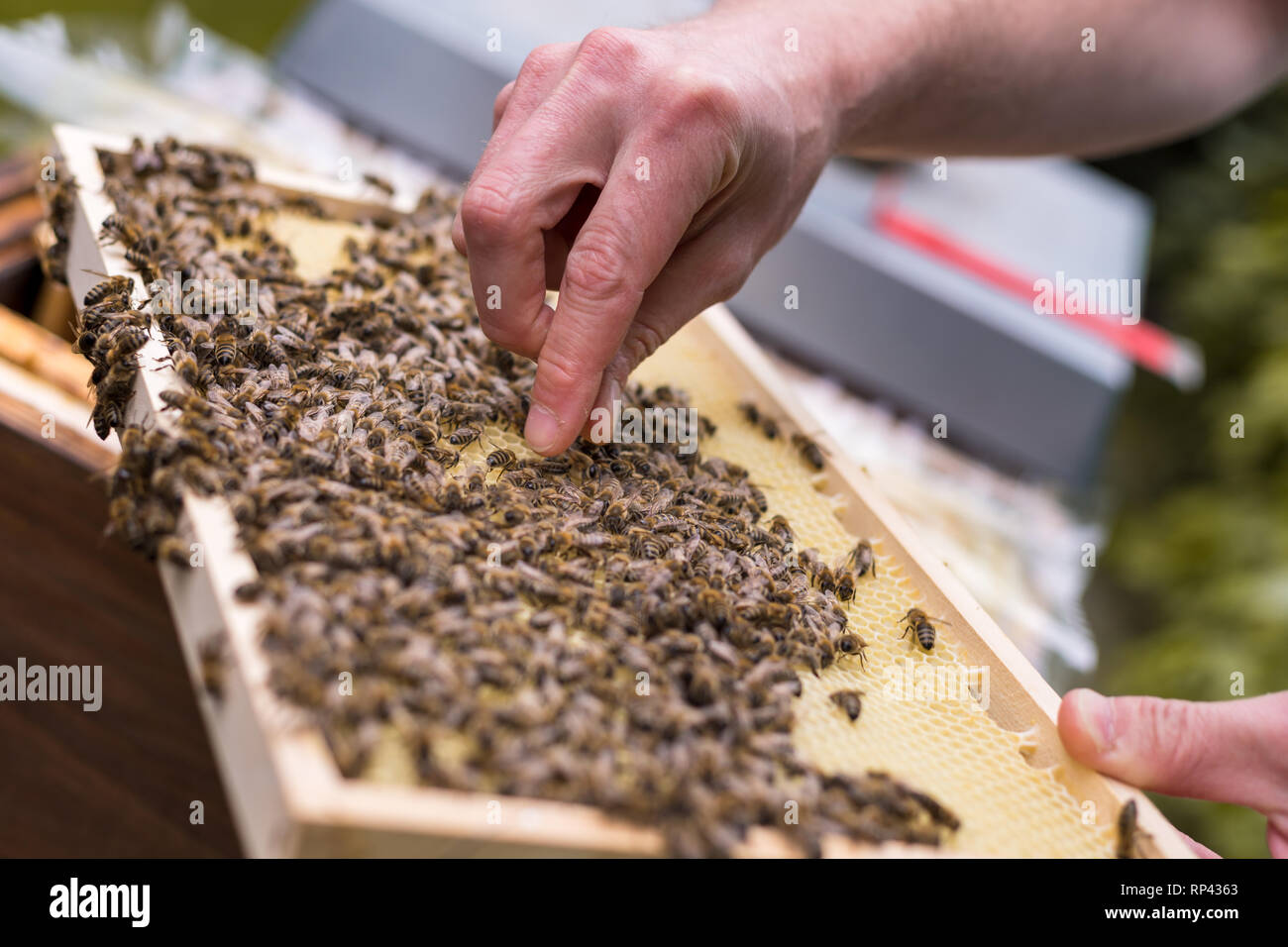 Drone honey bees hi-res stock photography and images - Alamy