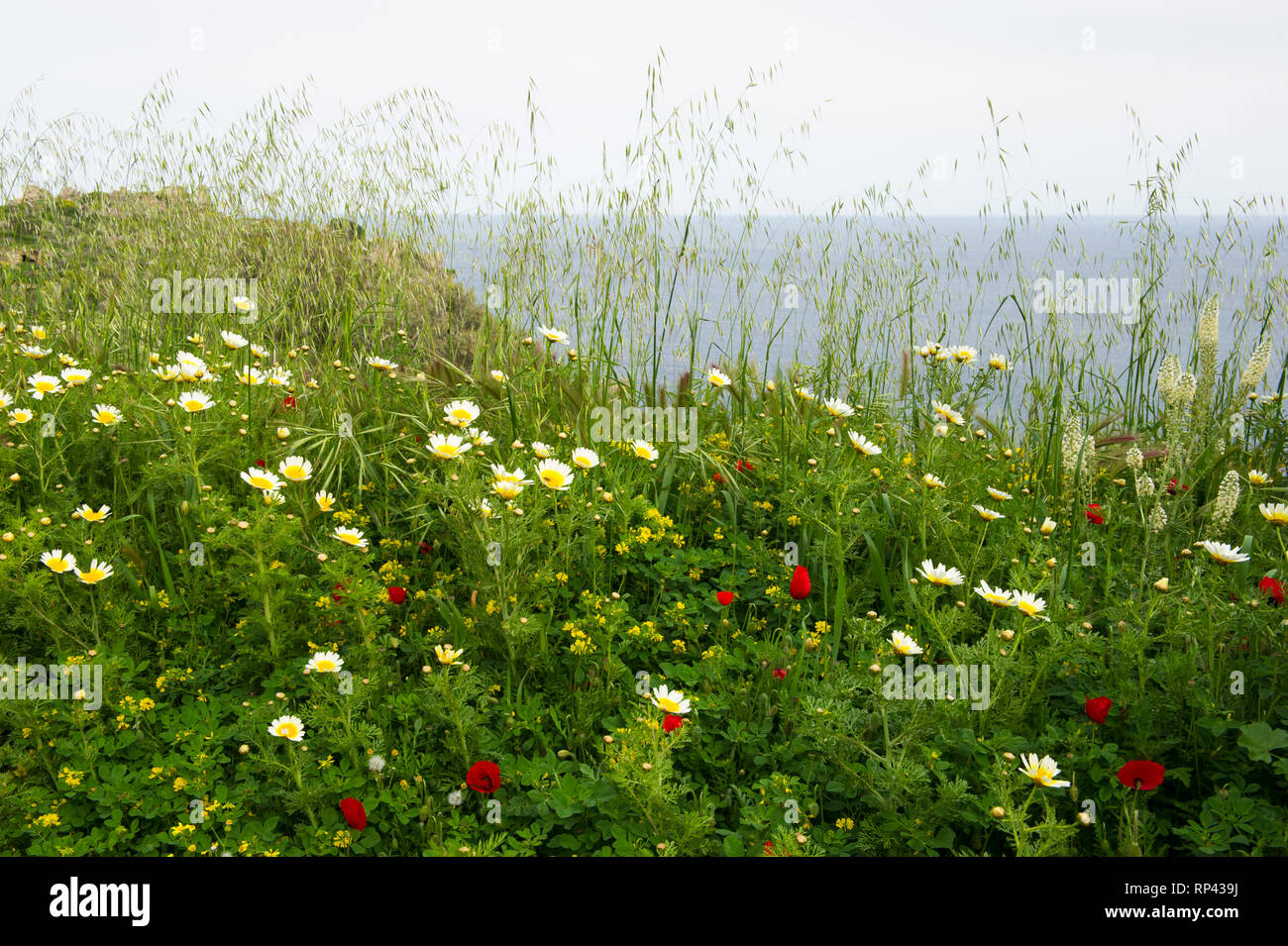Peloponnese spring flowers hi-res stock photography and images - Alamy
