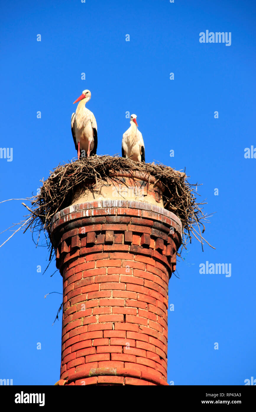 Iberian white storks hi-res stock photography and images - Alamy