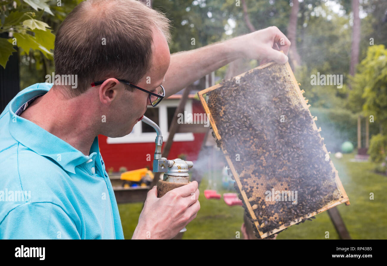 A beekeeper blows smoke on a honeycomb with bees with a beekeeper's ...