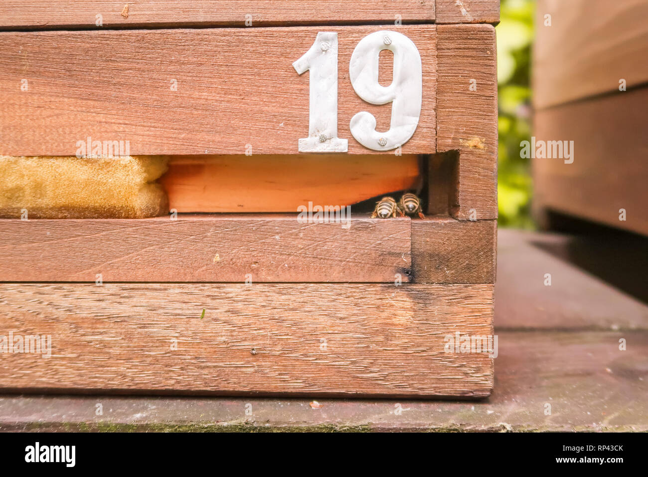 Two bees are pushing through the fly hole of a beehive. The flight hole ...