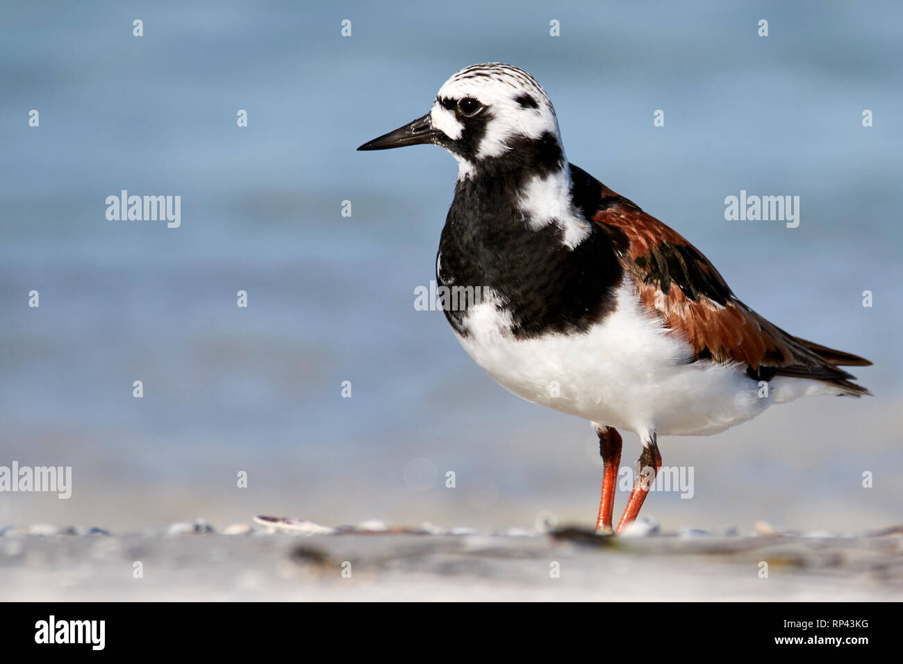 Beach re profiling hi-res stock photography and images - Alamy