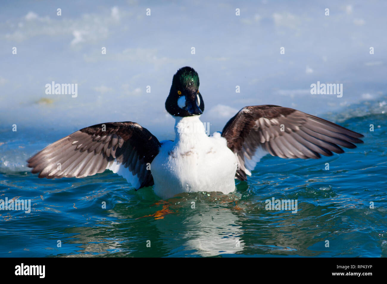 Wildlife Birds Common Goldeneye Winter Wings Spread Stock Photo - Alamy