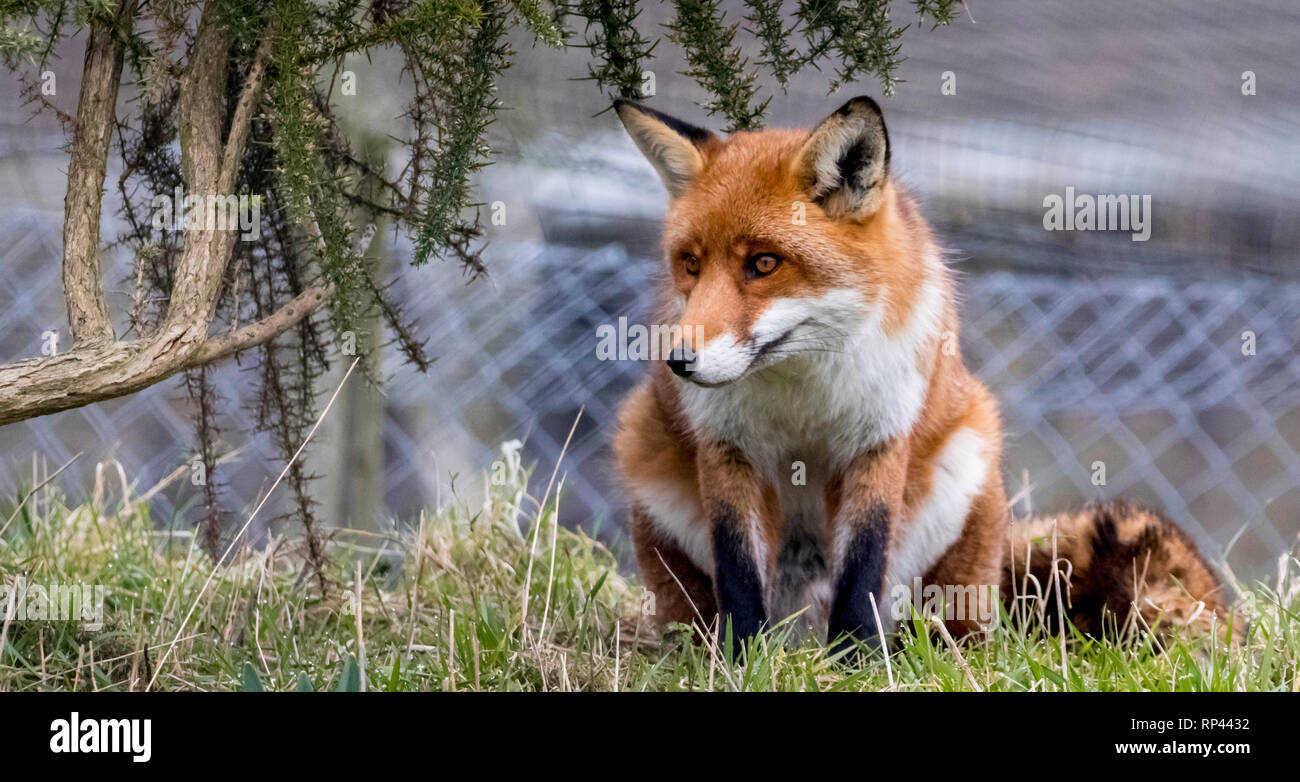 Red Fox United Kingdom Stock Photo - Alamy