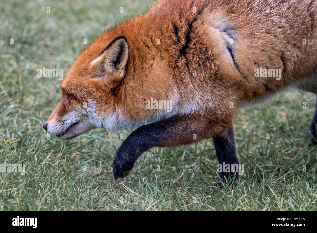 Red Fox United Kingdom Stock Photo - Alamy