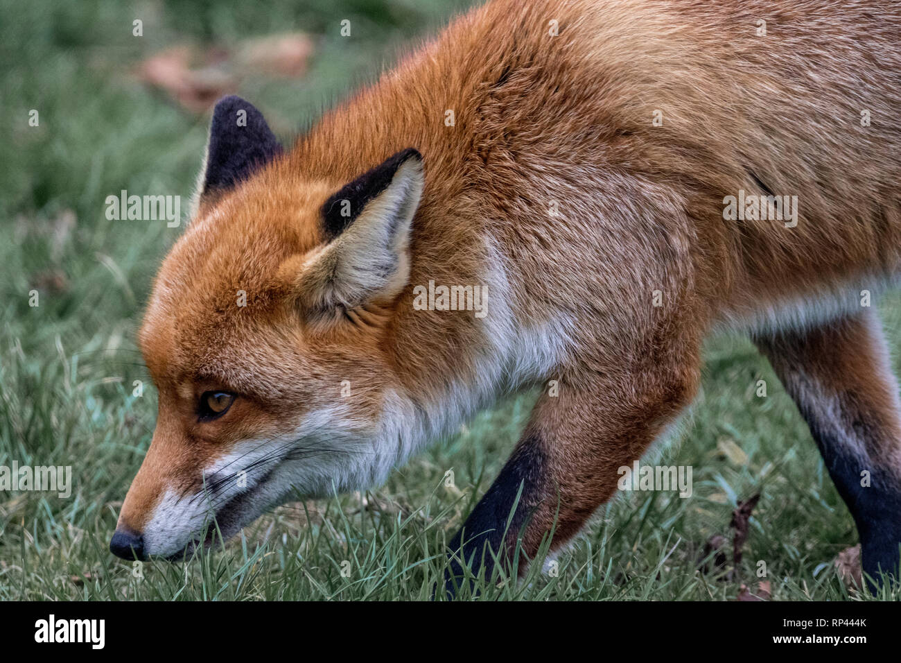 Adult male red fox burrows hi-res stock photography and images - Alamy