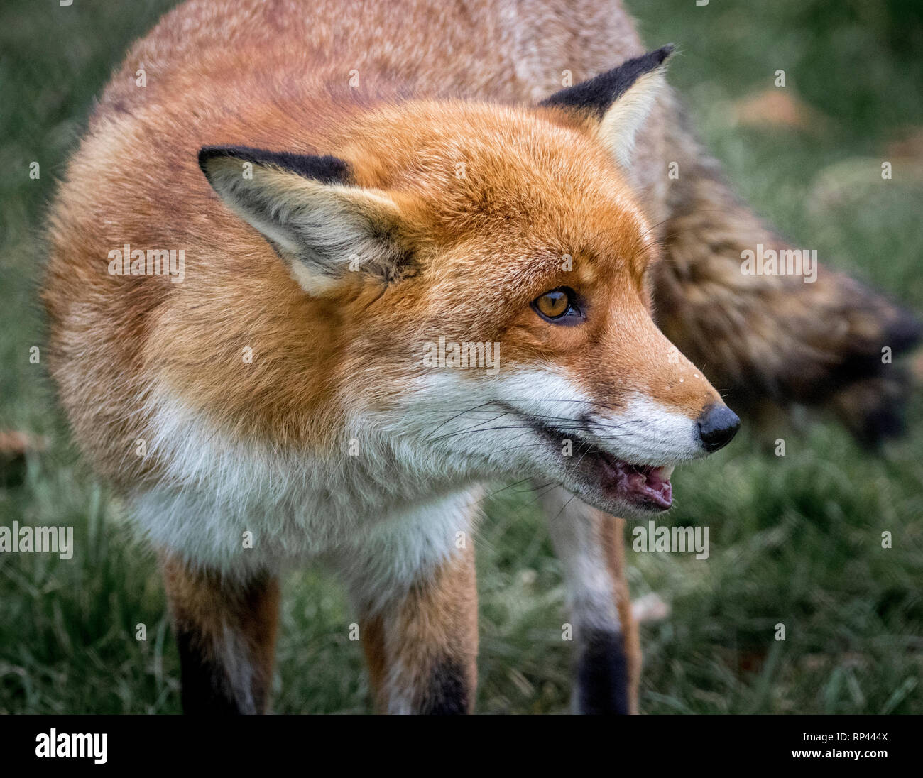 Adult male red fox burrows hi-res stock photography and images - Alamy