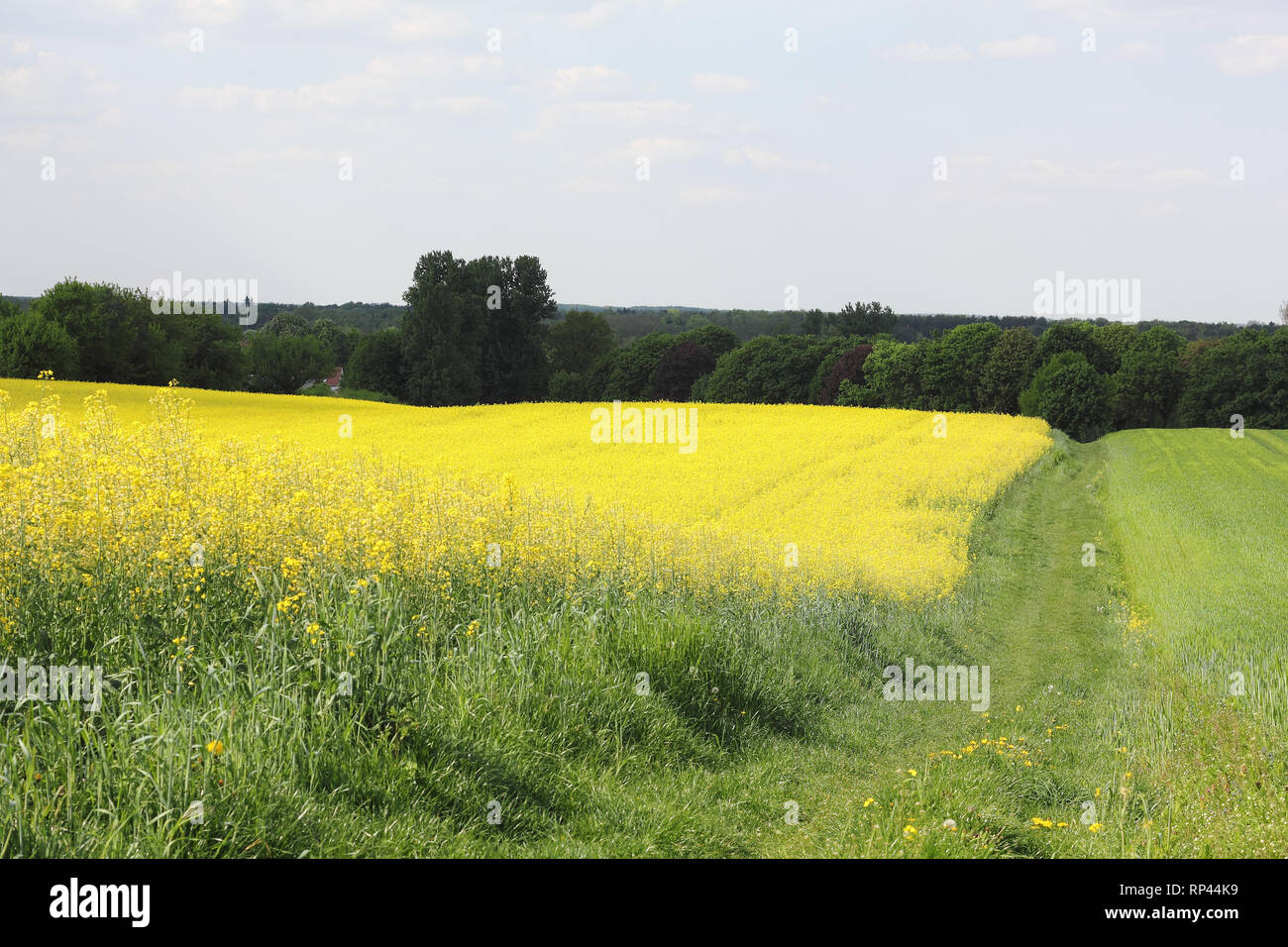 Blooming canola field and path in spring Stock Photo - Alamy