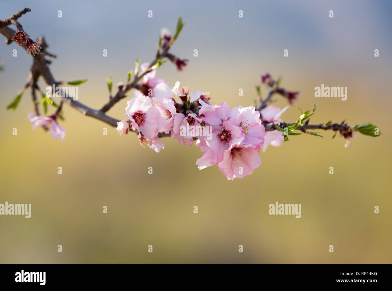 Japanese almond tree hi-res stock photography and images - Alamy