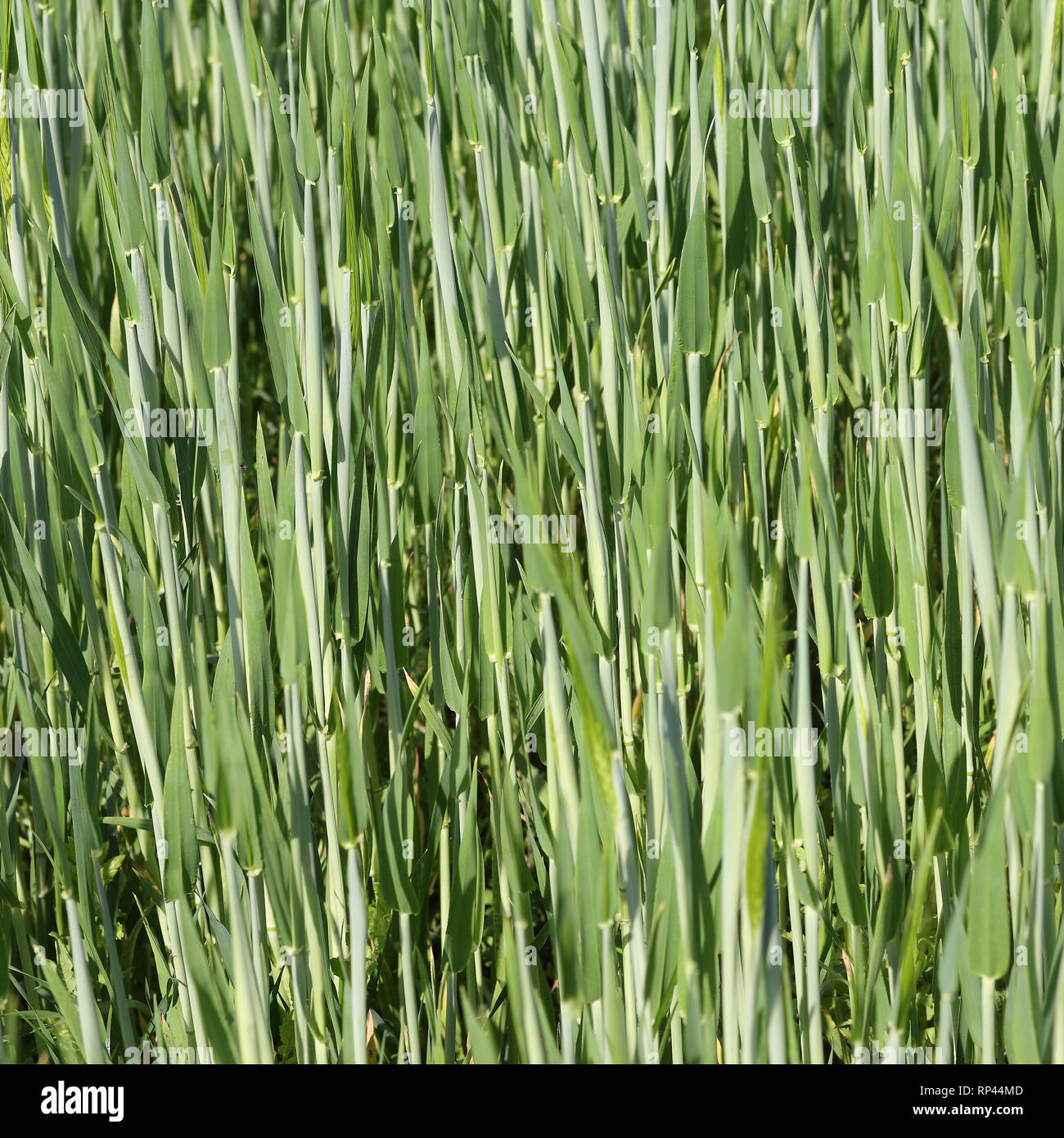 Corn field in spring ty Stock Photo - Alamy