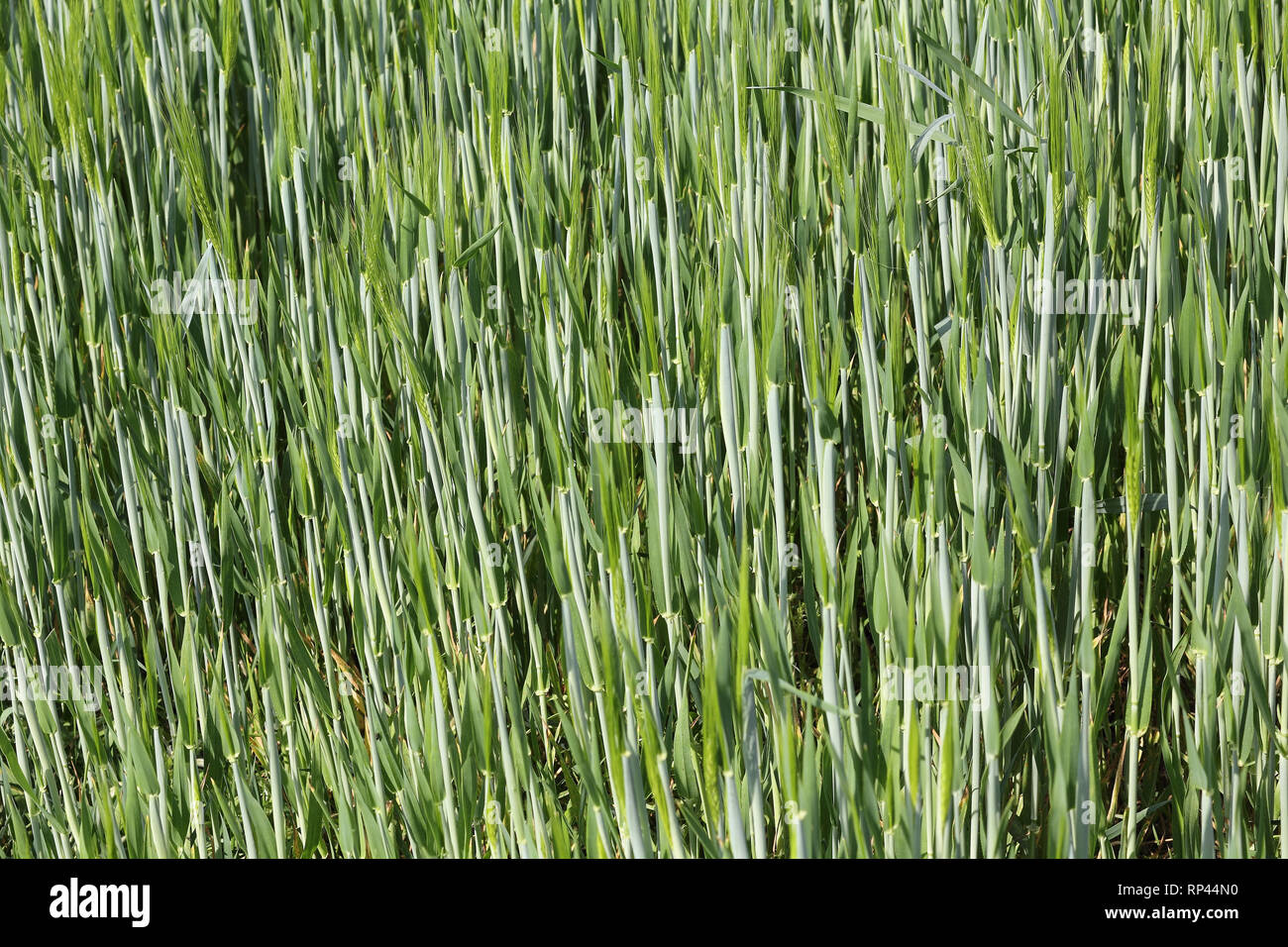 Corn field in spring Stock Photo - Alamy