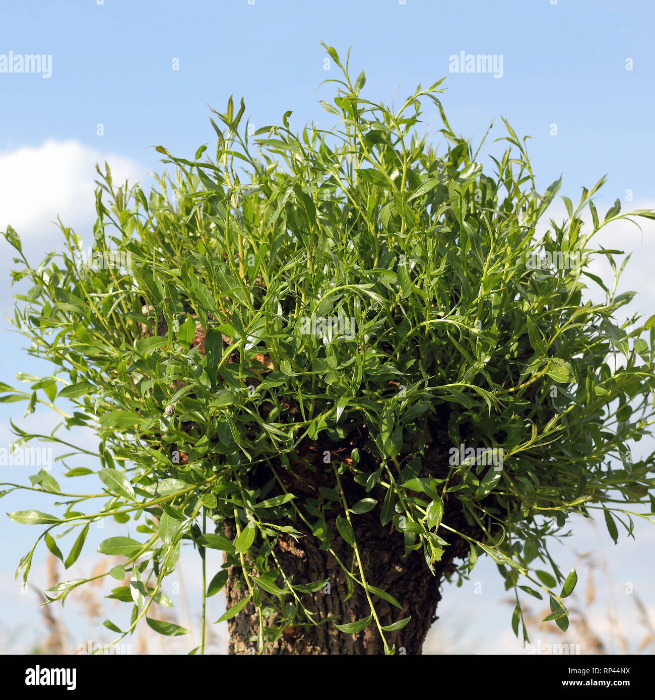 Osier willow tree salix viminalis hi-res stock photography and images ...