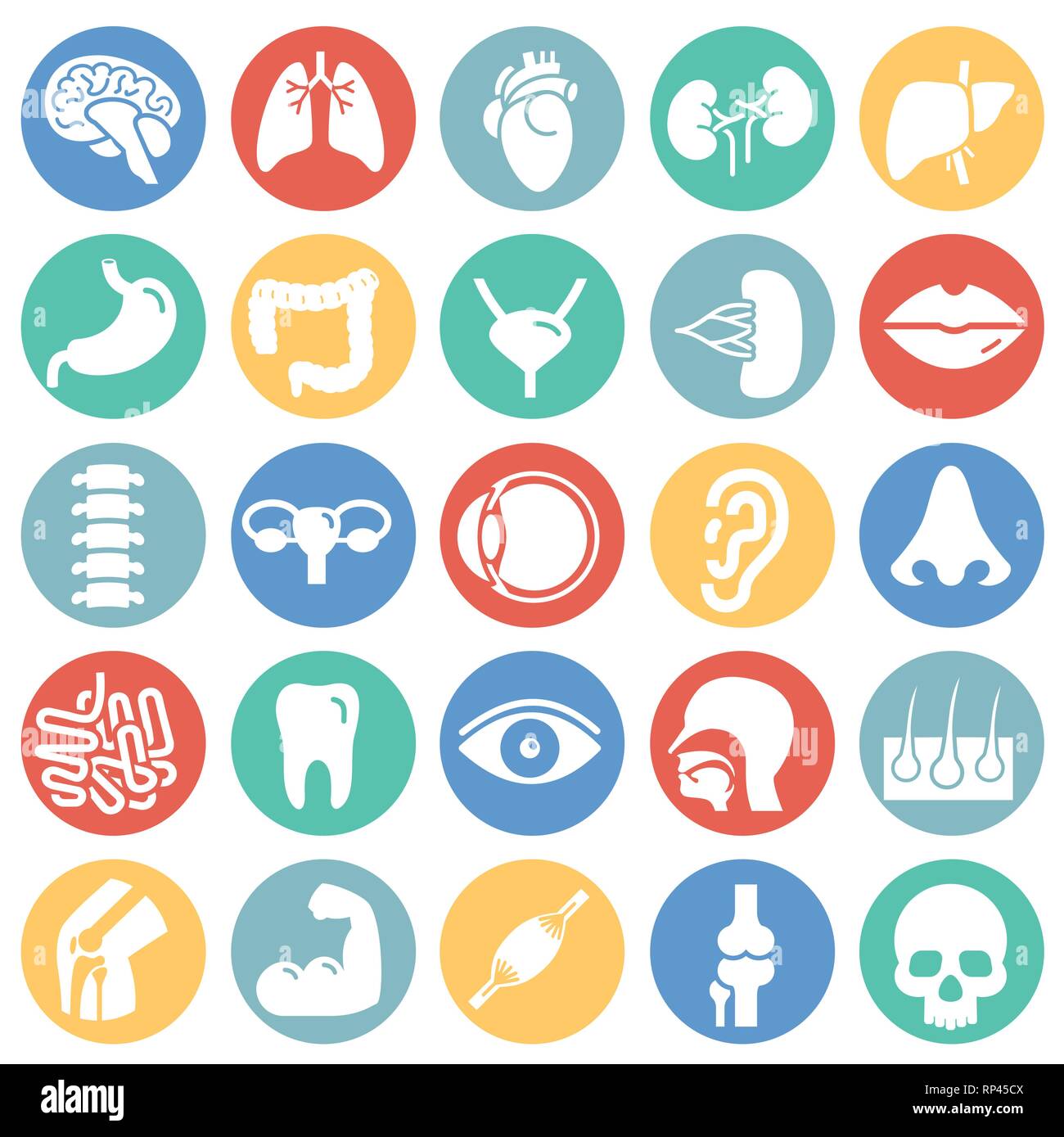 Human organs set on color circles white background for graphic and web ...