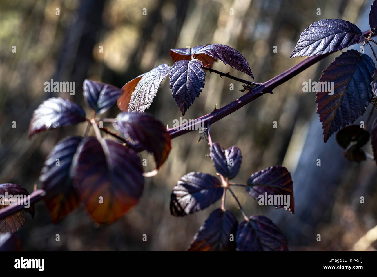 Wild black and red berries growing in the bush. Fruits of the ...