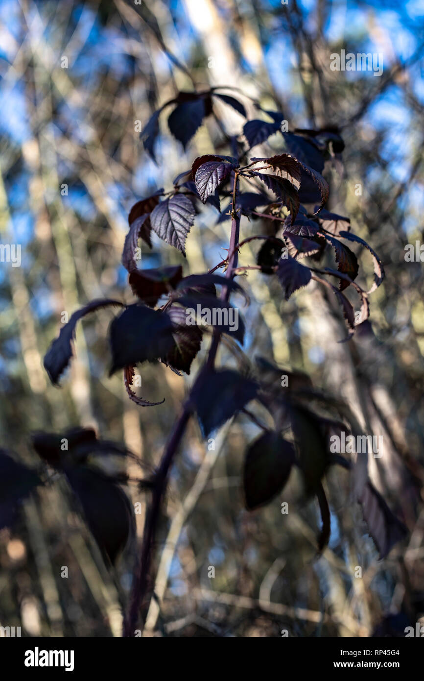 Wild black and red berries growing in the bush. Fruits of the ...