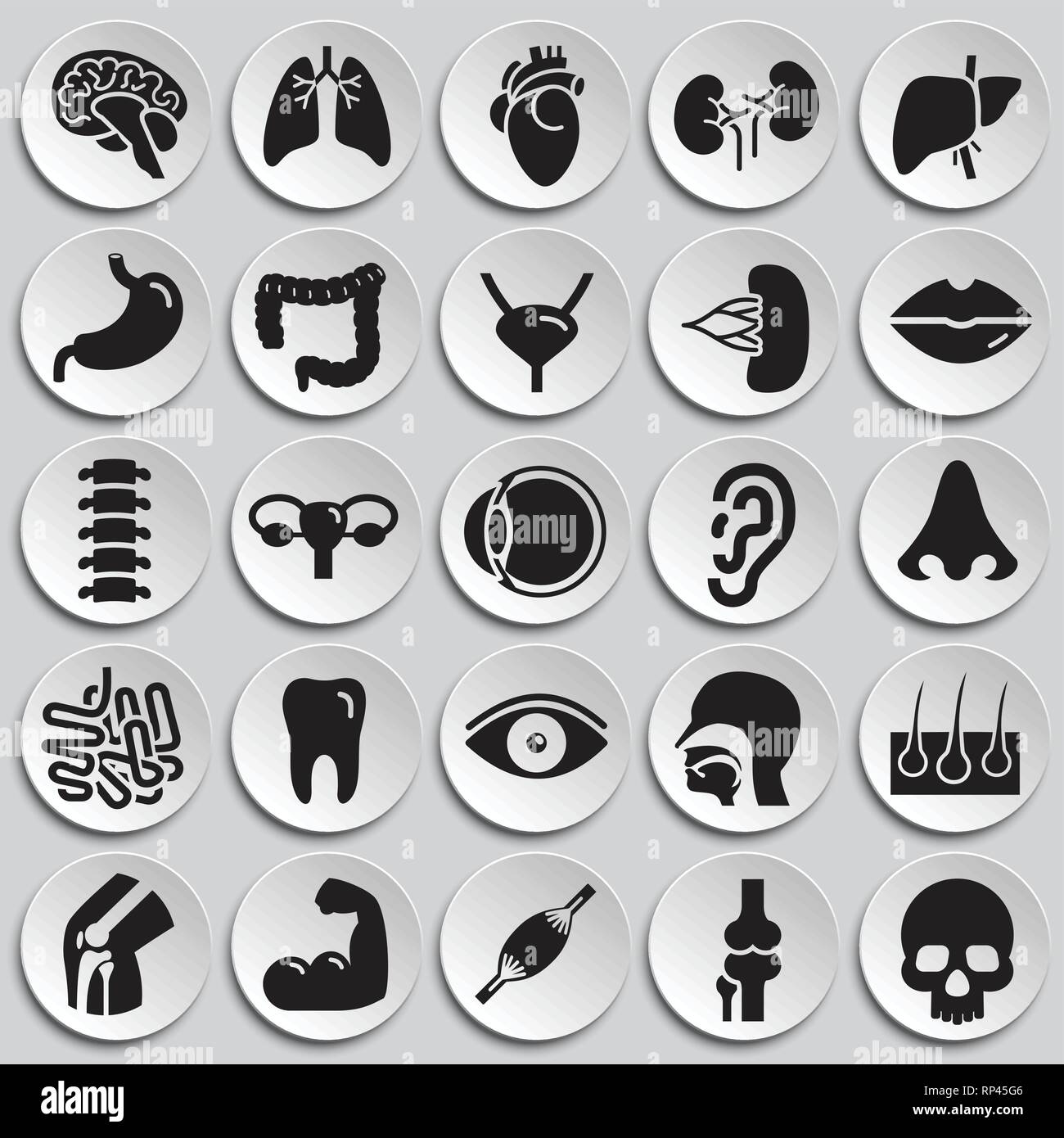 Anatomical plates Stock Vector Images - Alamy