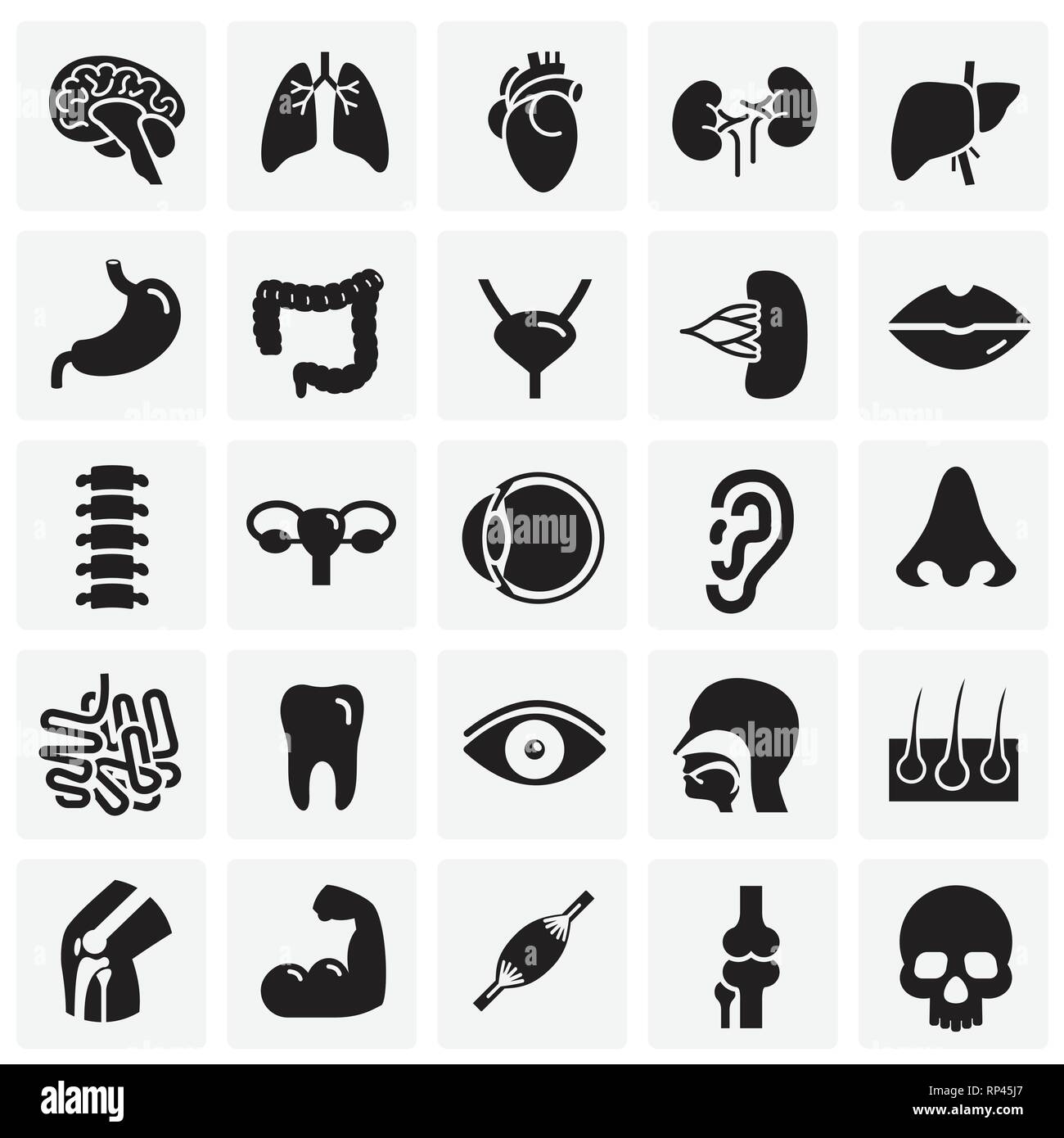 Human organs set on squares background for graphic and web design ...