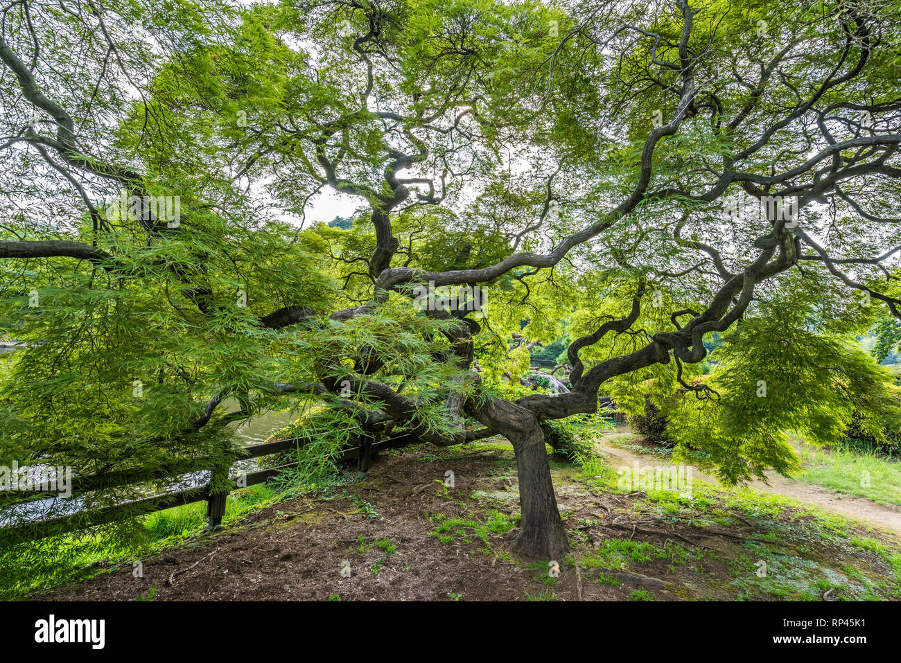 Naito shinjuku tokyo japan hi-res stock photography and images - Alamy