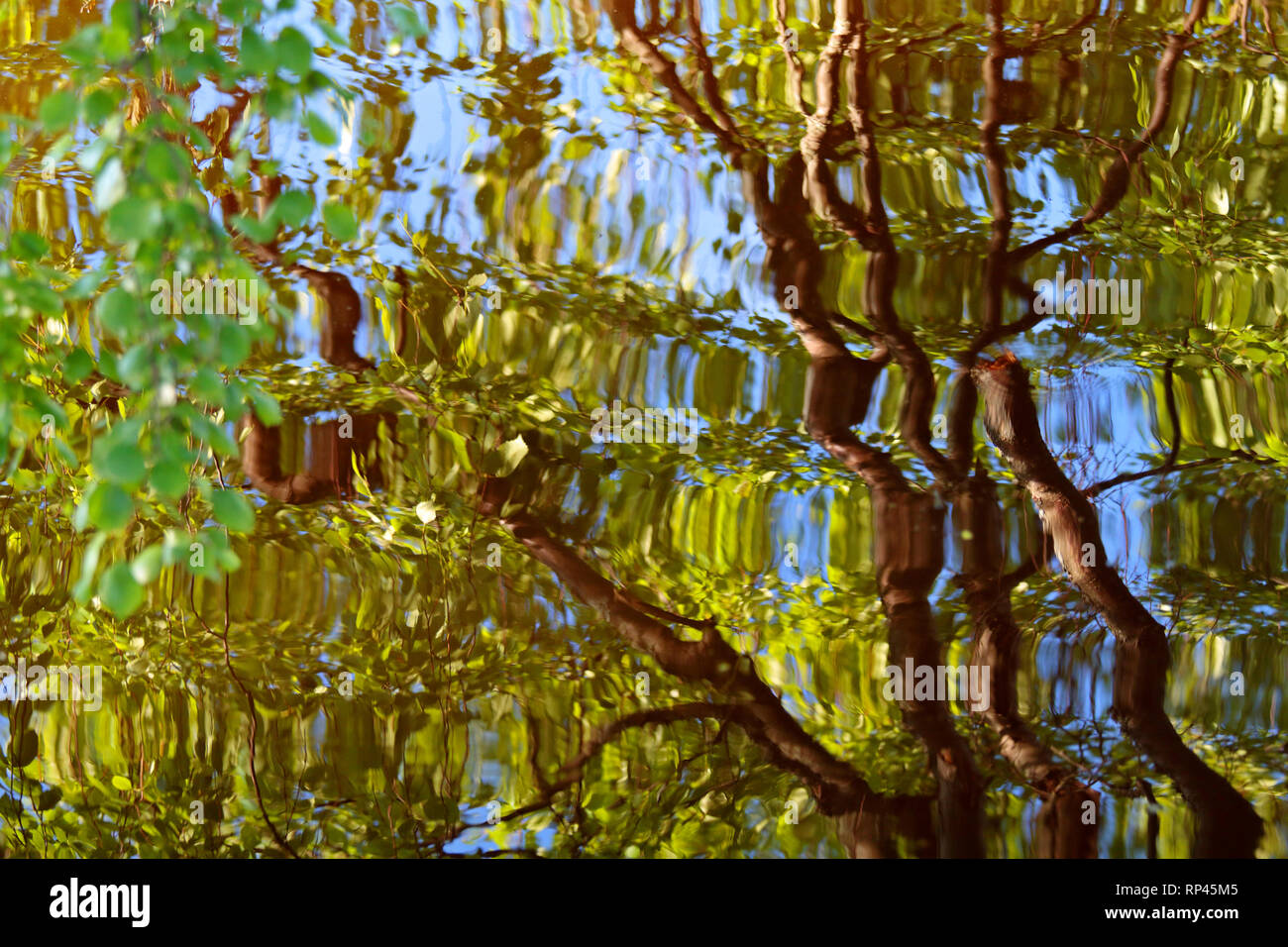 A beautiful reflection of a green foliage. Tree trunks reaching over ...