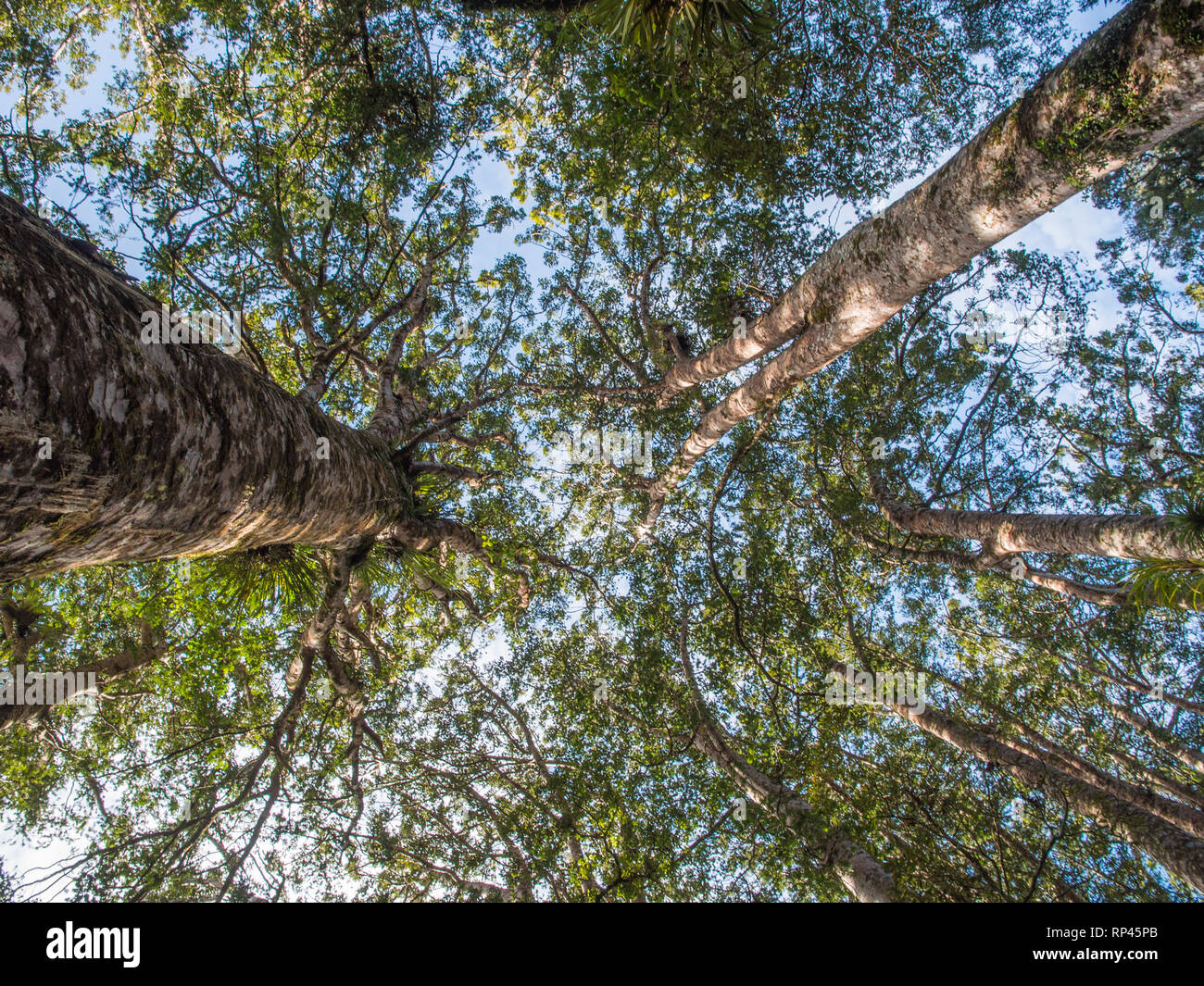 Kauri, tree trunks towering over understory, in Puketi Forest ...