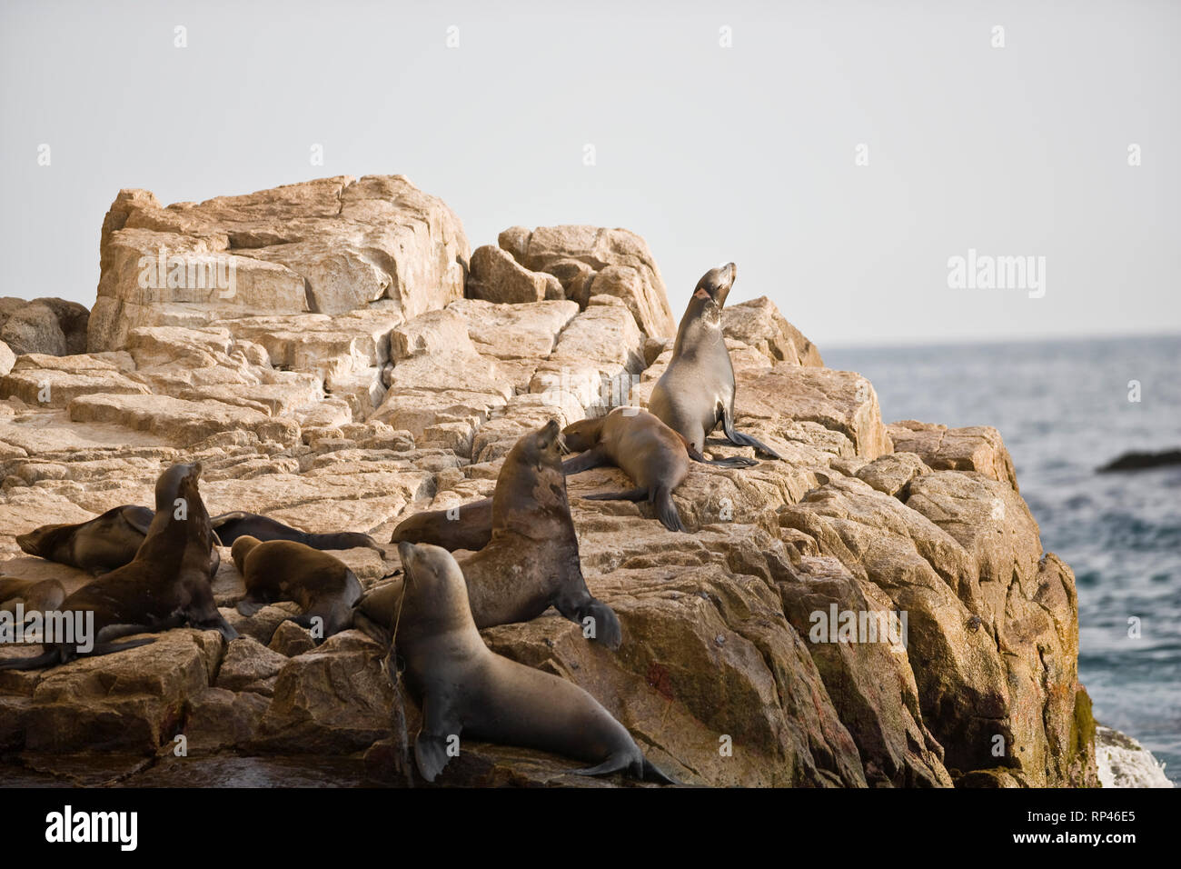 Colony of seals sunbathing on a large rock Stock Photo - Alamy
