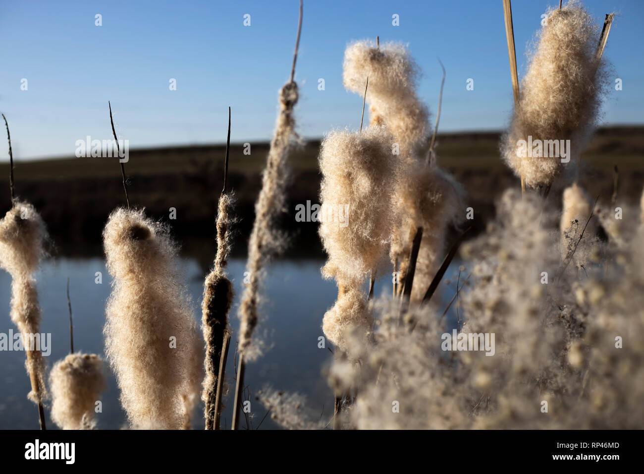 Beautiful dry common reeds hi-res stock photography and images - Alamy