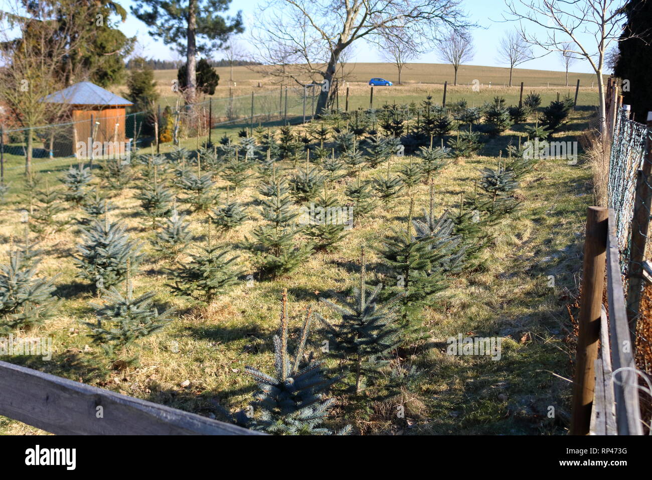 Rows planting young pine hi-res stock photography and images - Alamy