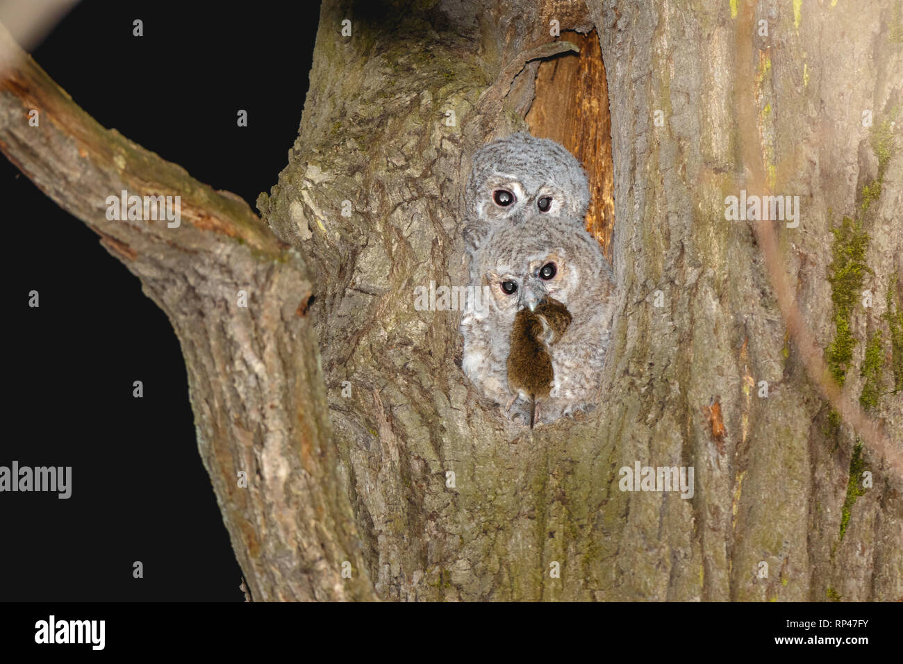 Mouse nest with young hi-res stock photography and images - Alamy