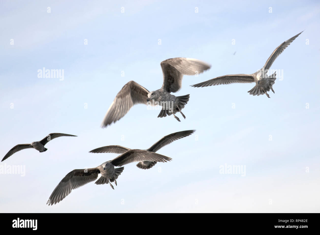 Flying seabirds hi-res stock photography and images - Alamy