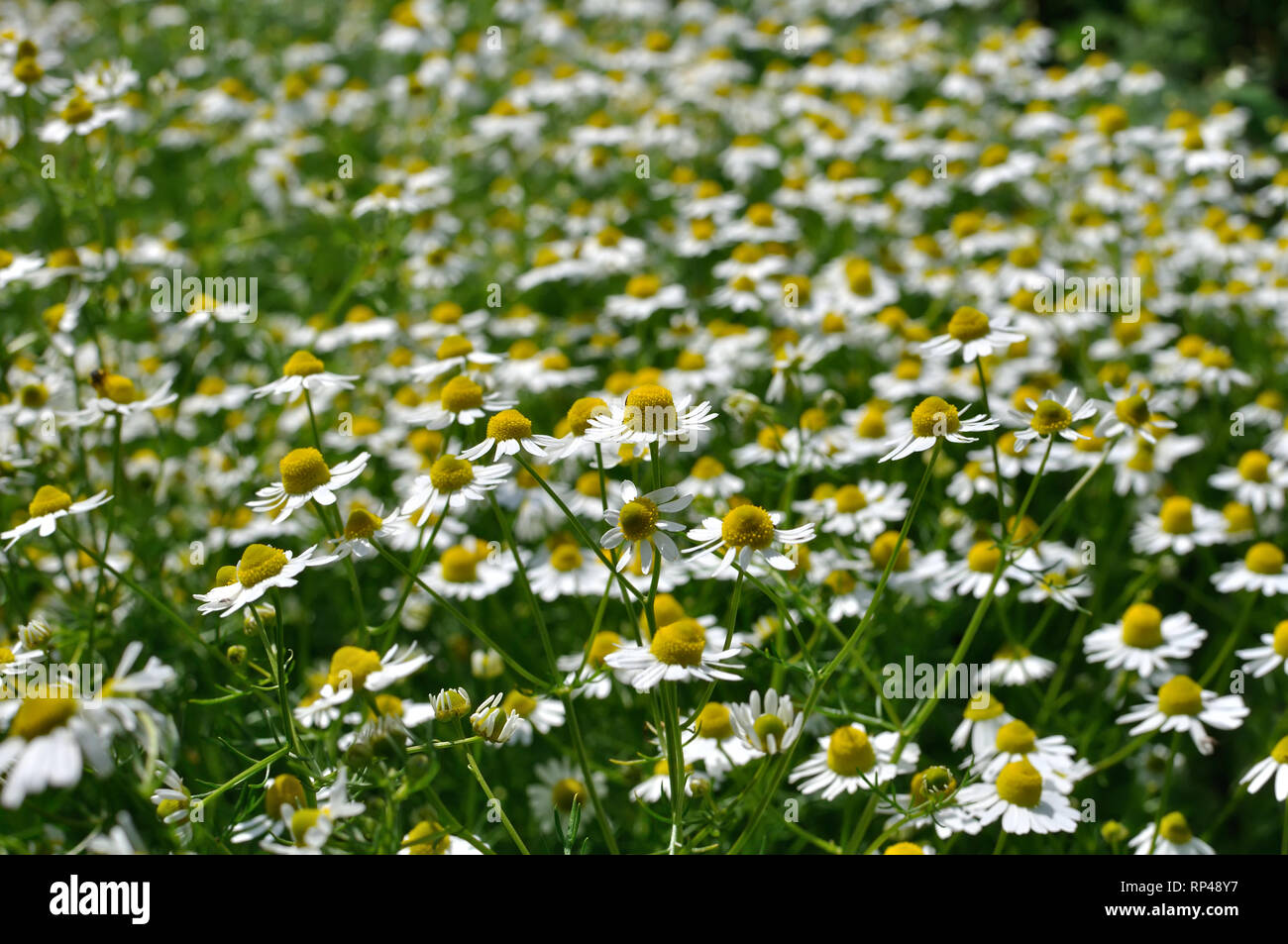 field of blooming camomile (Matricaria chamomilla) - homeopathic ...