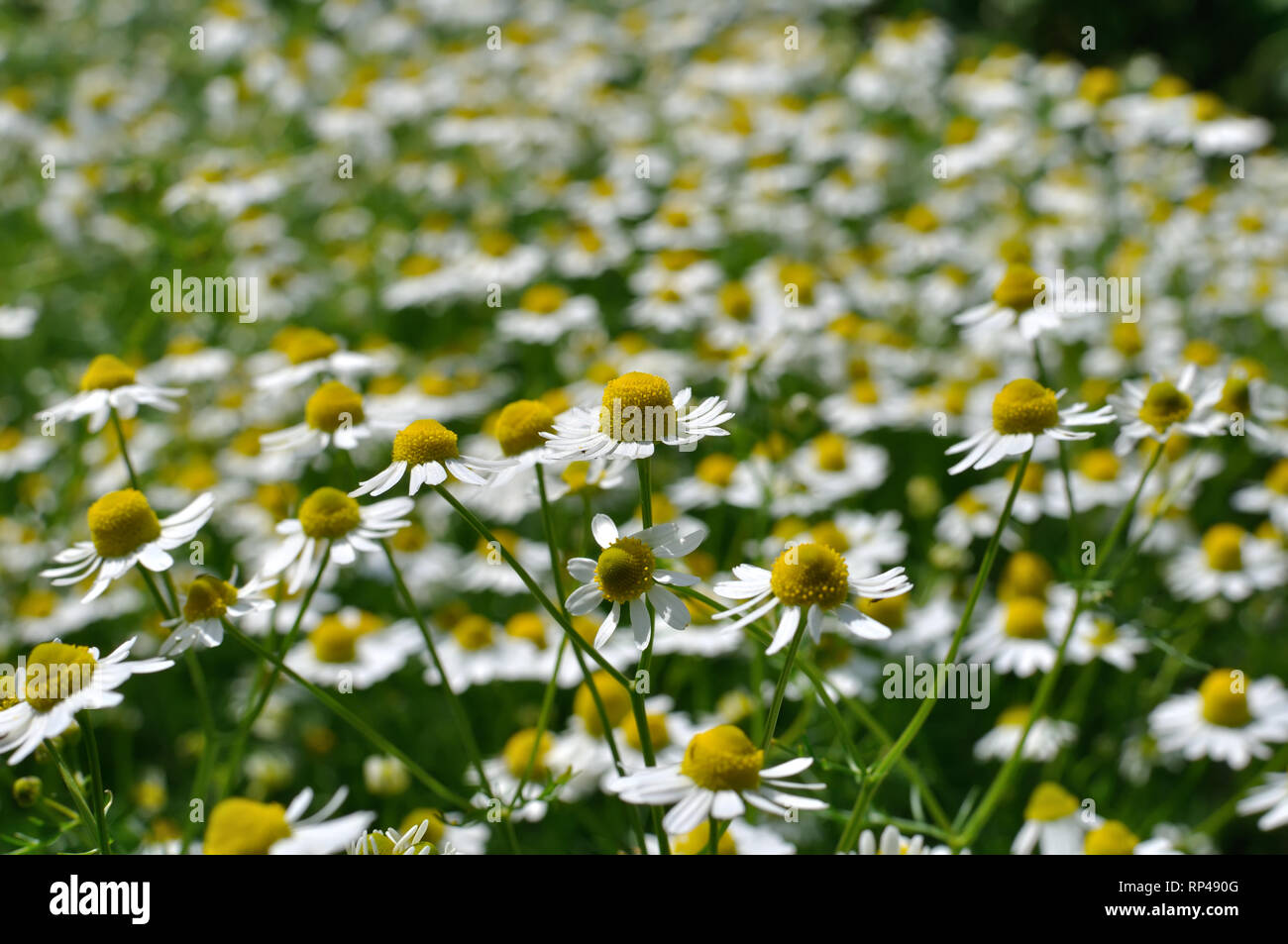field of blooming camomile (Matricaria chamomilla) - homeopathic ...
