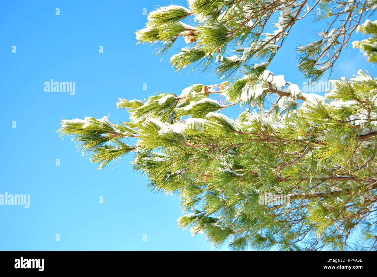 Snow covered cedar tree in winter with bright blue sky as the ...
