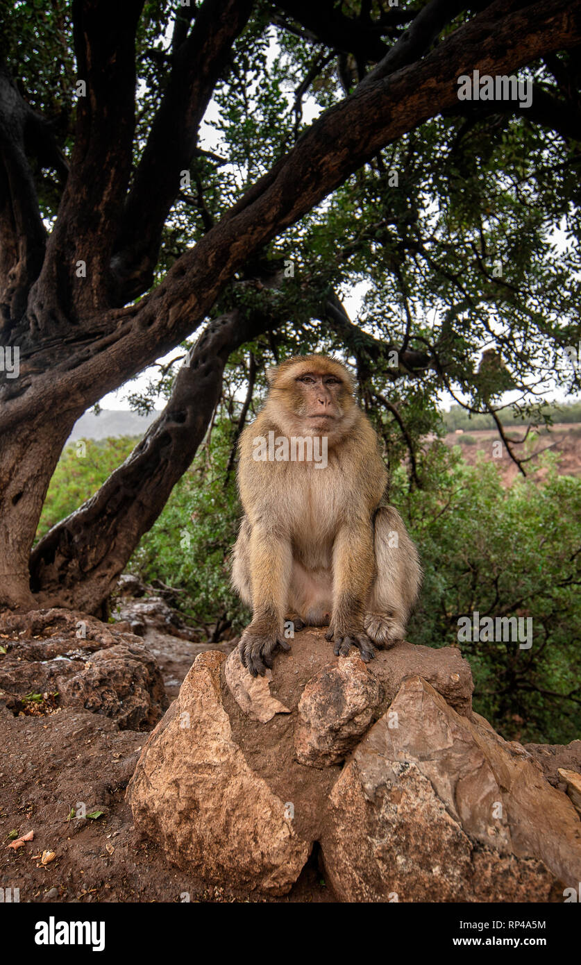 Barbary Macaque Monkey sitting on ground in the great Atlas mountain ...