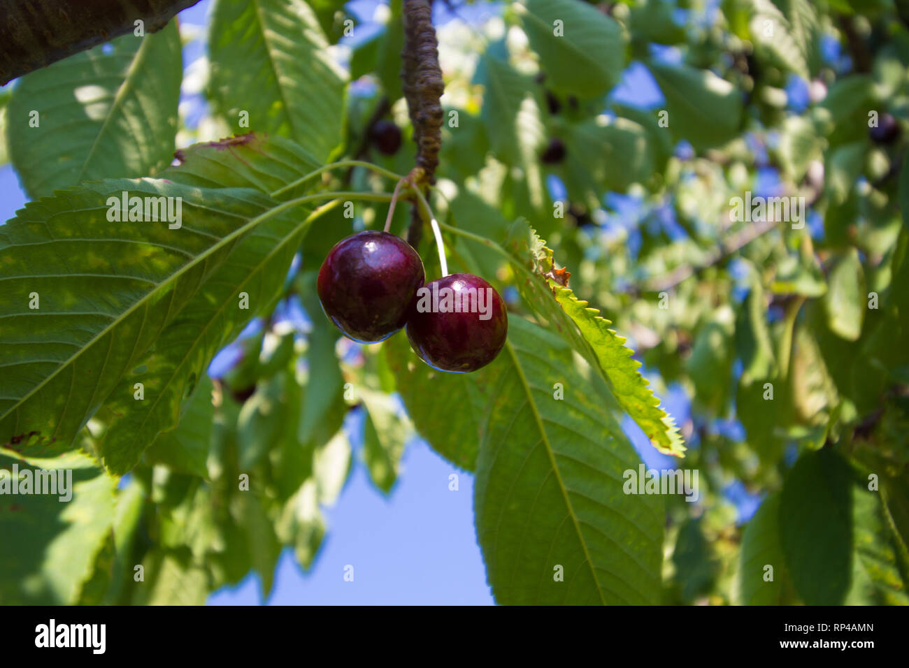 Michigan cherry tree hi-res stock photography and images - Alamy