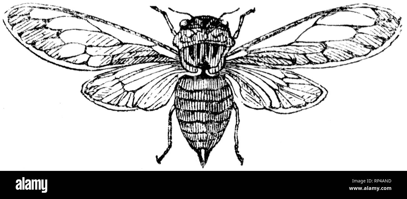 Cicada illustration hi-res stock photography and images - Alamy