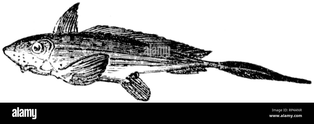 Chimaera fish hi-res stock photography and images - Alamy