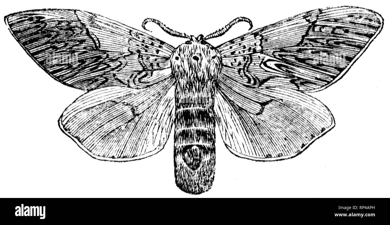 Wood cut engraved illustration, taken from 'The Treasury of Natural ...