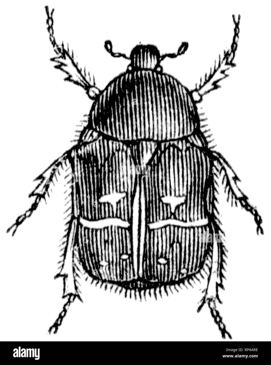 Rose chafer beetle Black and White Stock Photos & Images - Alamy