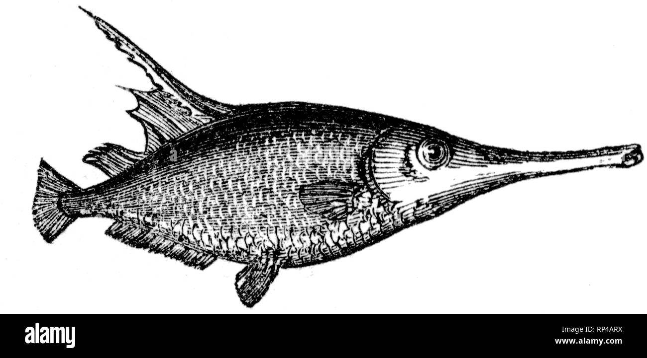 Longspine snipefish or common bellowsfish hi-res stock photography and ...