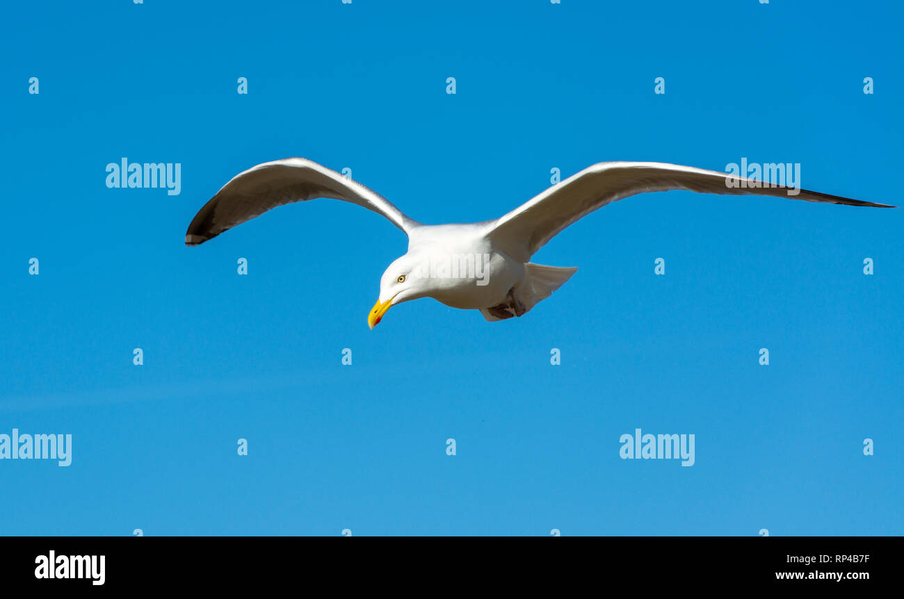 A seagull caught hovering at a coastal location Stock Photo - Alamy
