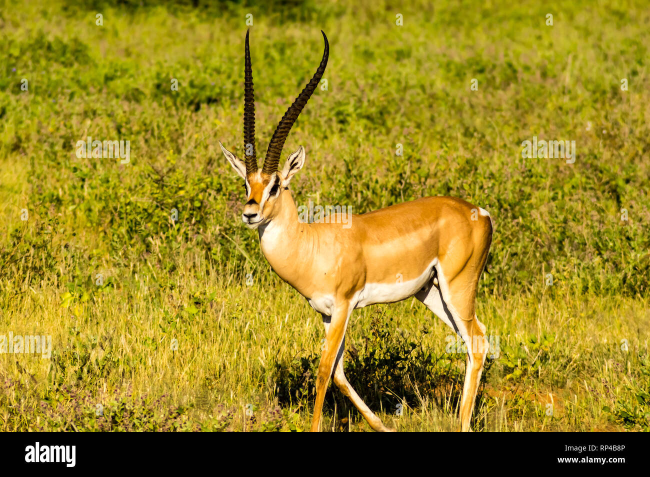 Young female antelope in the savannah of Samburu Park in central Kenya ...