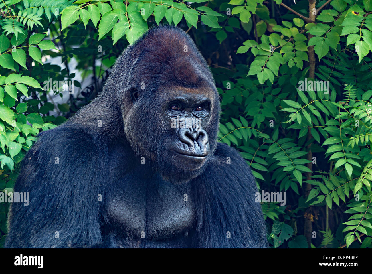 Gorilla eyes hi-res stock photography and images - Alamy